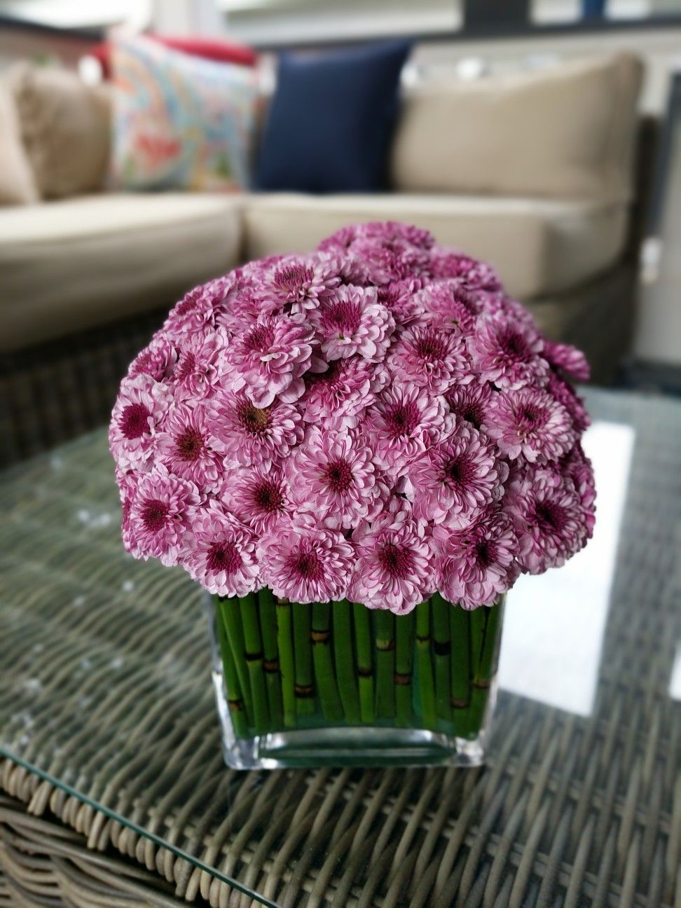 Hoa Cúc Calimero Là Hoa Gì? 5 ý Nghĩa Hoa Calimero Theo Màu Sắc