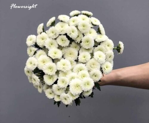 Hoa Cúc Calimero Là Hoa Gì? 5 ý Nghĩa Hoa Calimero Theo Màu Sắc