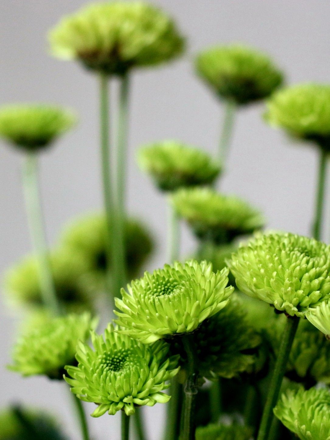 Hoa Cúc Calimero Là Hoa Gì? 5 ý Nghĩa Hoa Calimero Theo Màu Sắc