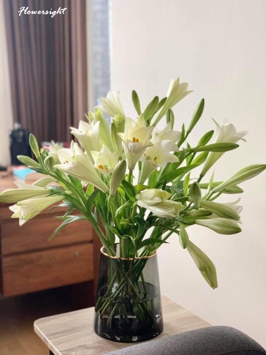 Mẫu Hoa loa kèn đẹp cùng những dòng thơ hay tại FLowerSight