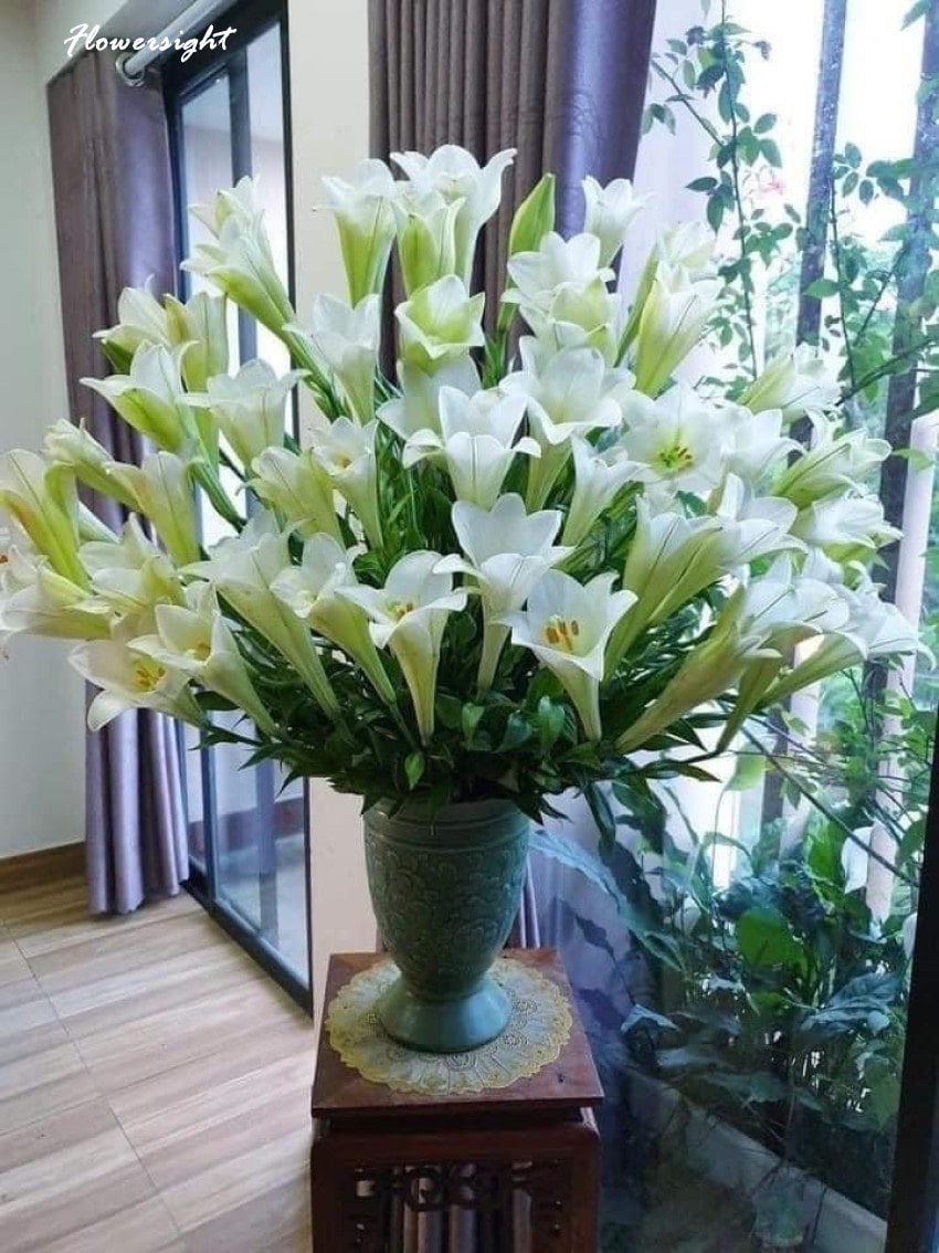Mẫu Hoa loa kèn đẹp cùng những dòng thơ hay tại FLowerSight