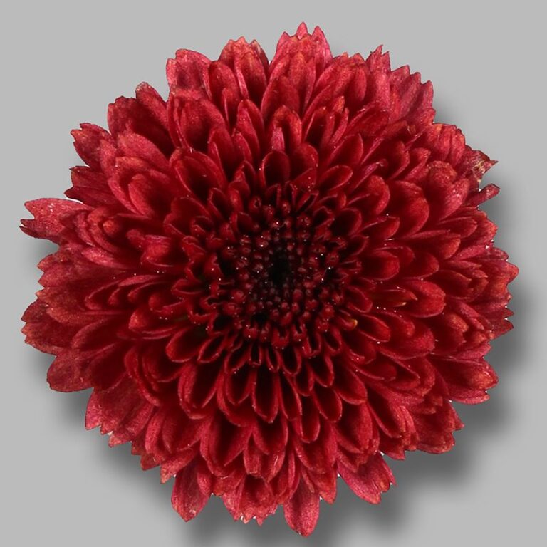 Hoa Cúc Calimero Là Hoa Gì? 5 ý Nghĩa Hoa Calimero Theo Màu Sắc